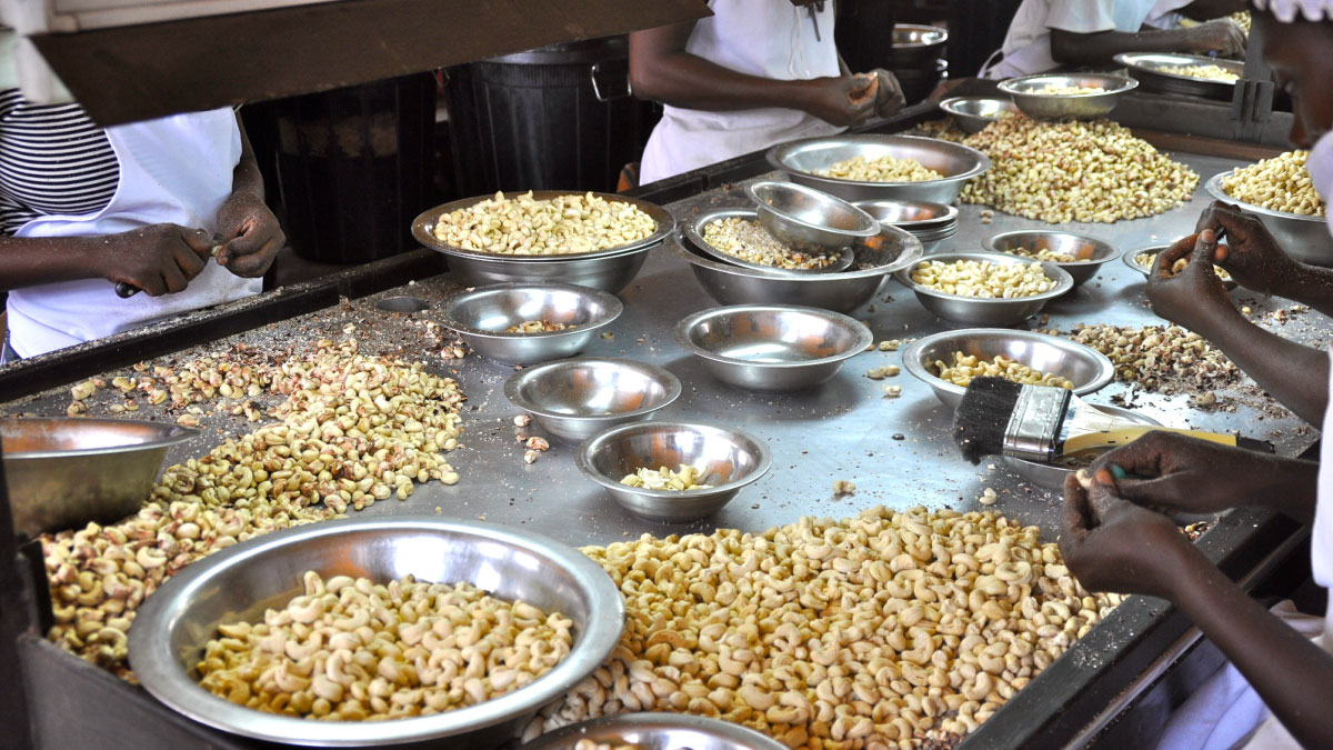 Cashew Nut Processing-Untapped,Untouched - Discover Food Tech - Quick ...